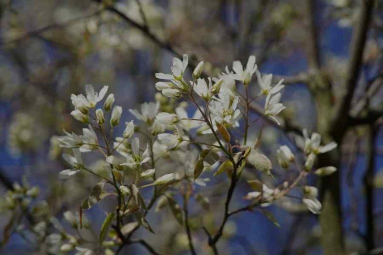 Serviceberry Tree: How To Grow & Care Tips | Detailed Guide