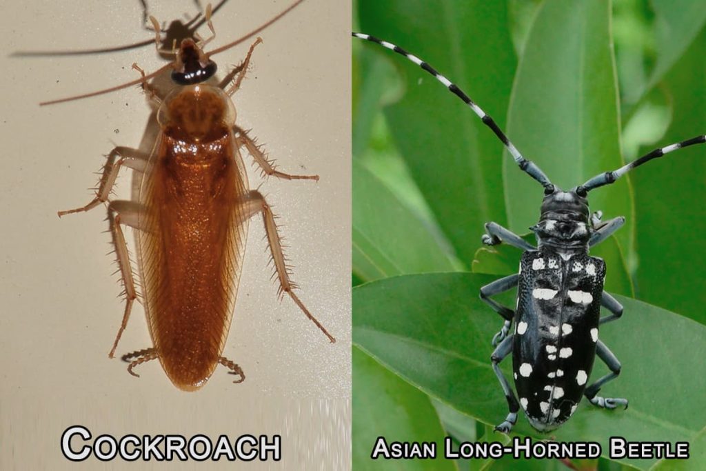 Photos Of Bugs That Look Like Cockroaches But Aren’t | Guide