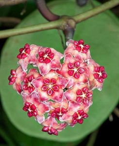 70 Beautiful Hoya Varieties & Caring Tips | Hoya Detailed Guide