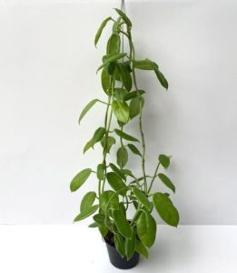 70 Beautiful Hoya Varieties & Caring Tips | Hoya Detailed Guide