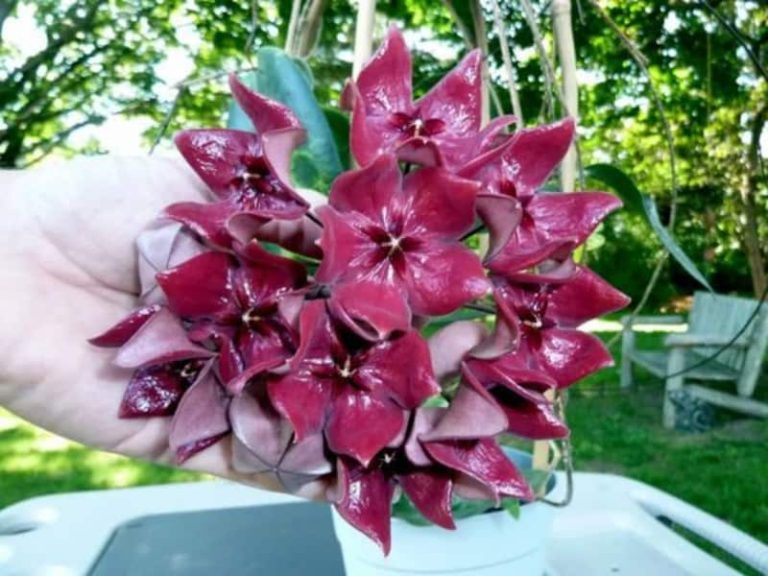 70 Beautiful Hoya Varieties & Caring Tips | Hoya Detailed Guide