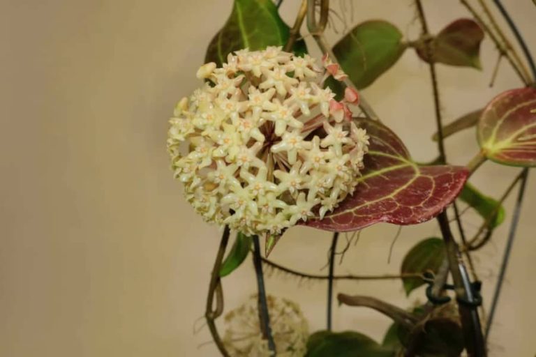 70 Beautiful Hoya Varieties & Caring Tips | Hoya Detailed Guide