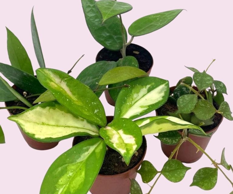 70 Beautiful Hoya Varieties & Caring Tips | Hoya Detailed Guide