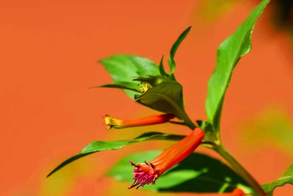 Cigar Plant: Growing & Caring Tips | Mexican cigar plant Detailed Guide