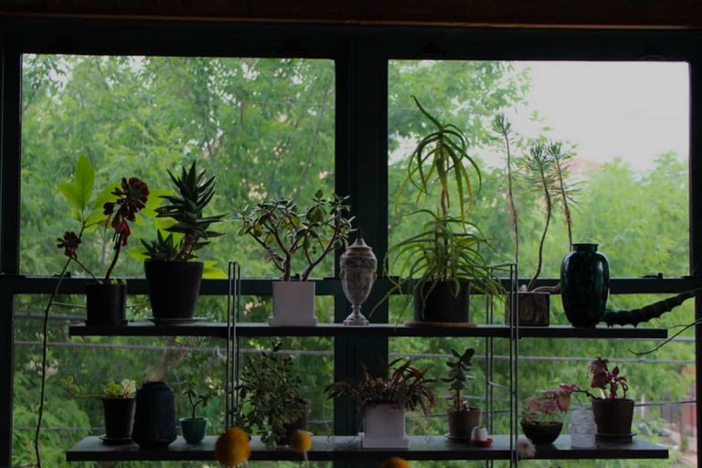 15 Easy Indoor Garden Ideas For Beginners | Tips & Guide